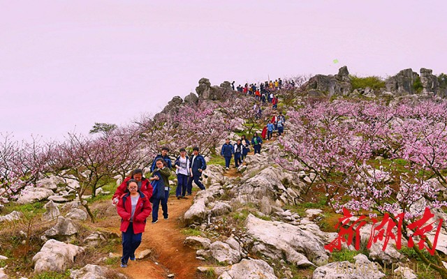 桃花盛开的地方有我美丽的家乡 湘粤 新湖南
